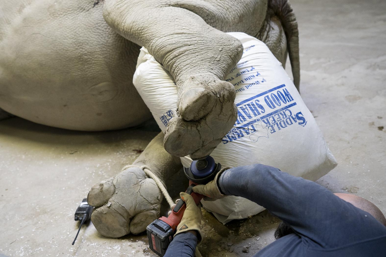 Advancing Rhino Care Through Collaboration: Inside the 2025 Rhino Hoof ...