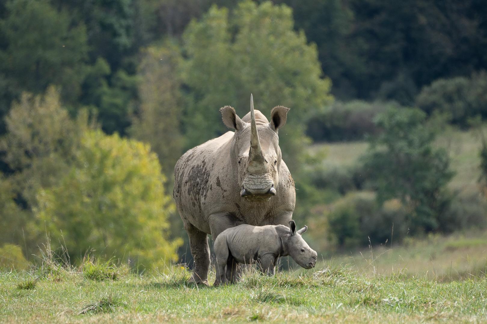 Two Rare Rhinos, Persian Onager are Latest Births at The Wilds ...