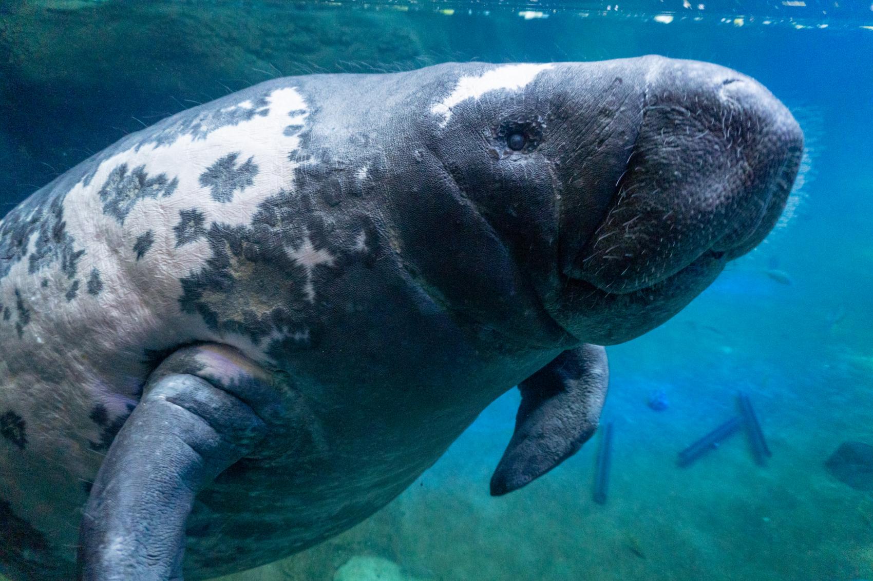 Columbus Zoo | Manatee Tour