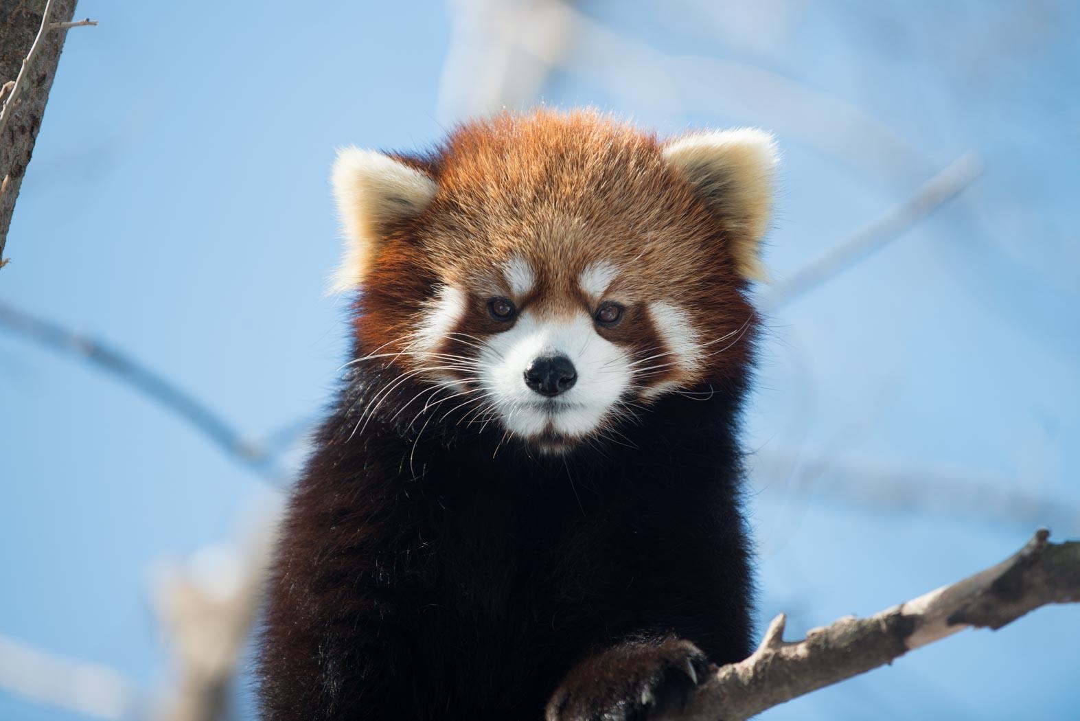 Red Panda Experience | Columbus Zoo and Aquarium