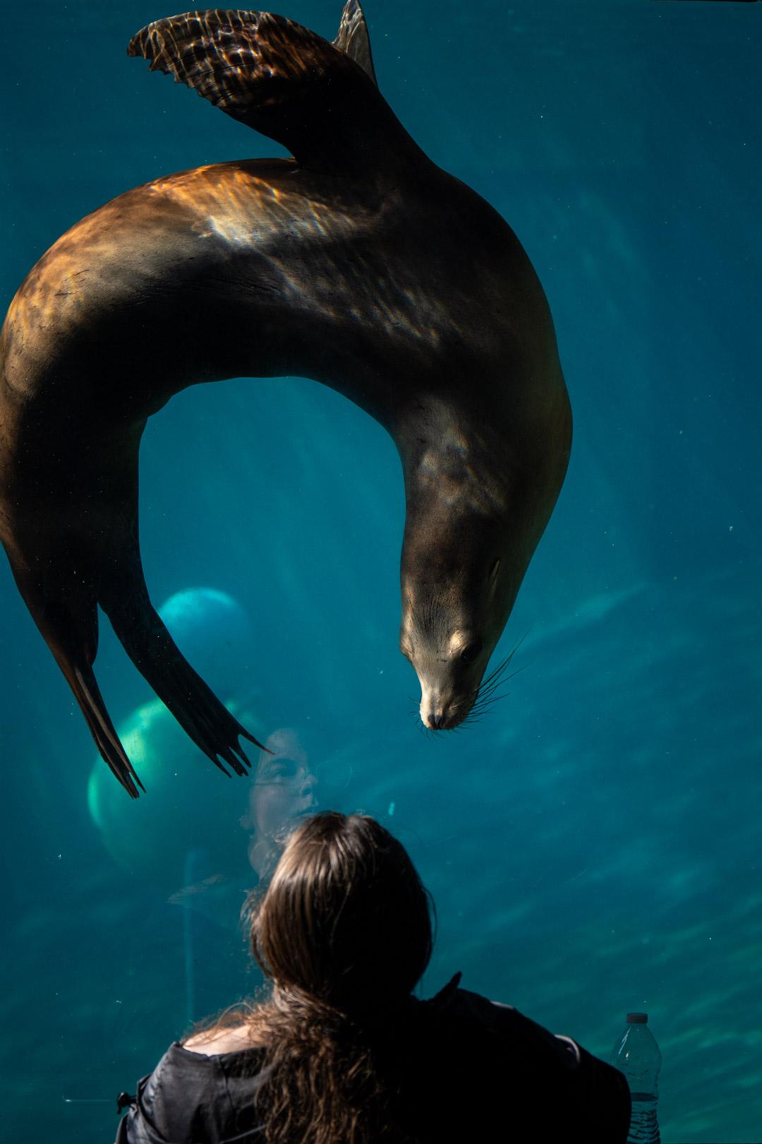 Columbus Zoo | Seal & Sea Lion Experience