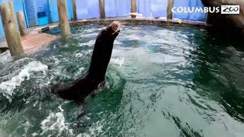Sea Lion Training Tales | Columbus Zoo and Aquarium